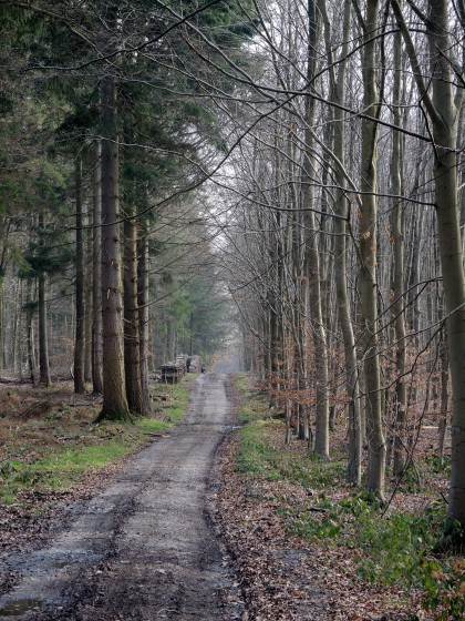 A faire : Dans la Forêt Domaniale Verte - Les Cotrets - Randonnée
