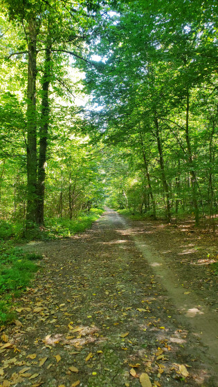 A faire : Promenade en Forêt de la Grange depuis Yerres - Randonnée