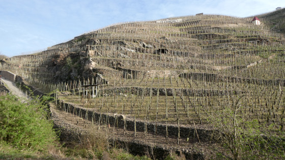 A faire : À Ampuis entre Rhône, vignes et forêts - Randonnée