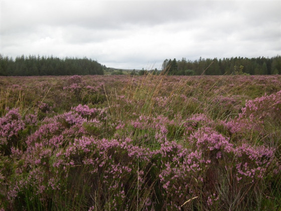 An Creagán Biodiversity Trail - Walk