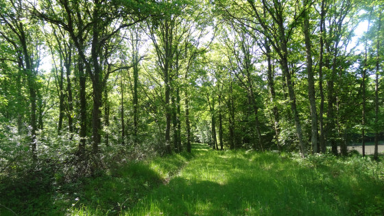 A faire : La Sologne de la forêt et des étangs autour de Crouy-sur ...