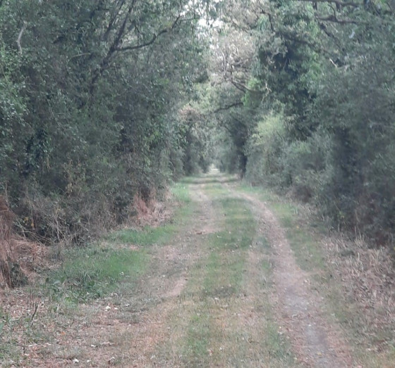 A faire : Angrie - Circuit des Grès et Terres - Randonnée