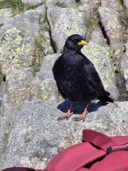 A faire : Les lacs Mélo et Capitello dans la Restonica - Randonnée