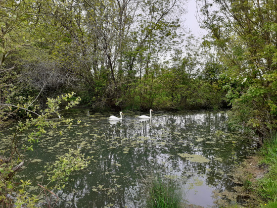 A faire : Le Marais au Langon - Randonnée