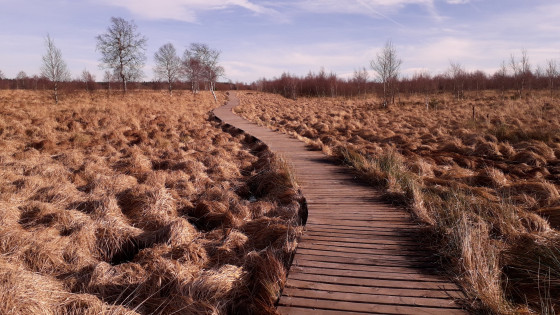 A faire : À la découverte des Fagnes cachées - Randonnée