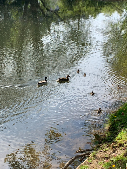 Spaziergang entlang des Steïr bei der Moulin Vert - Wanderung