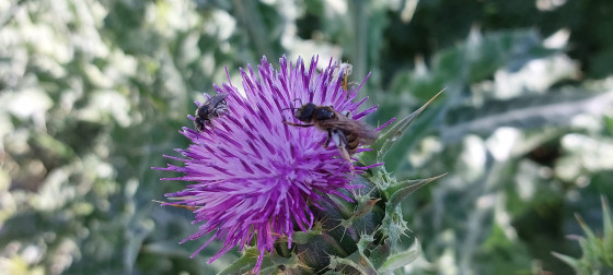 Cougourlier trail - Walk