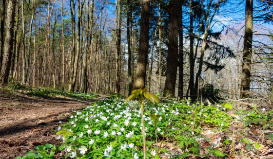 Rundweg auf dem Schwanberg - Wanderung