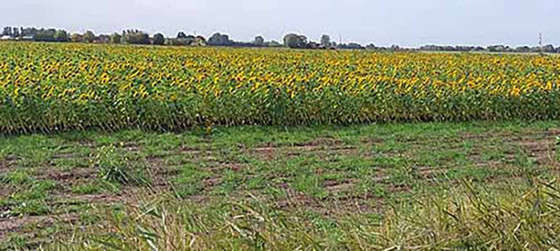 Surfleet Circular via Peter Seadike Lane - Walk