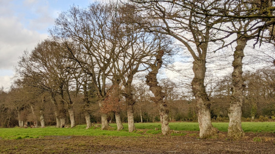 A faire : Du Chemin Joseph Gentil à la Caleuvre dans la Forêt de Rennes ...