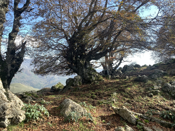 A faire : Monte Pianu maio - Randonnée