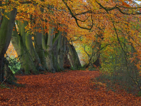 Horstead to Heggatt - Walk