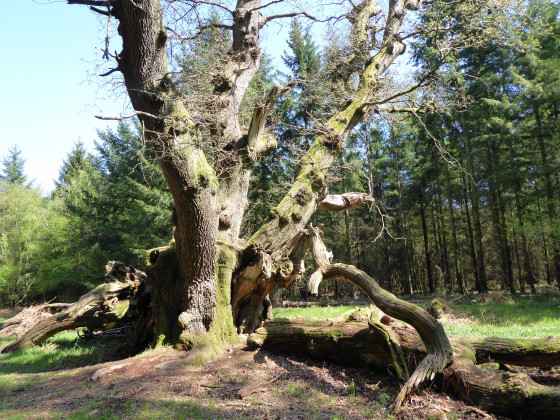 The King Of Limbs Tree