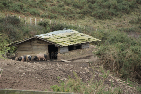 Basque pig trail from the Ascain sheepfold - Walk