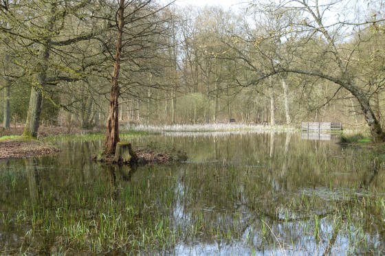 A faire : Dans la Forêt Domaniale de Roumare - Arboretum et Parc ...