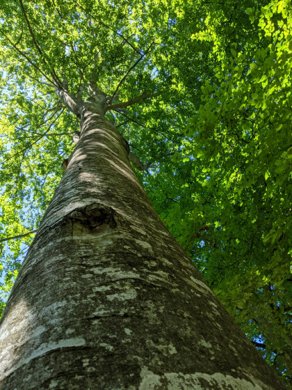A faire : La balade des géants du bassin de Bazouges - Randonnée