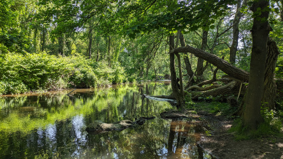 A faire : Biotope de la Thur au départ de Cernay - Randonnée