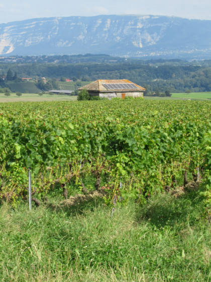 A faire : De Challex à Dardagny : la Franco Suisse à travers les vignes ...