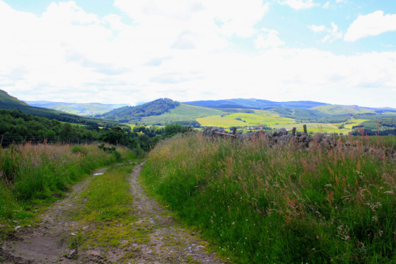 Hill Wood, Straiton - Walk