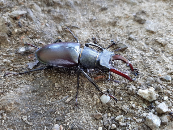 A faire : Circuit de Neuvic-Entier - Randonnée