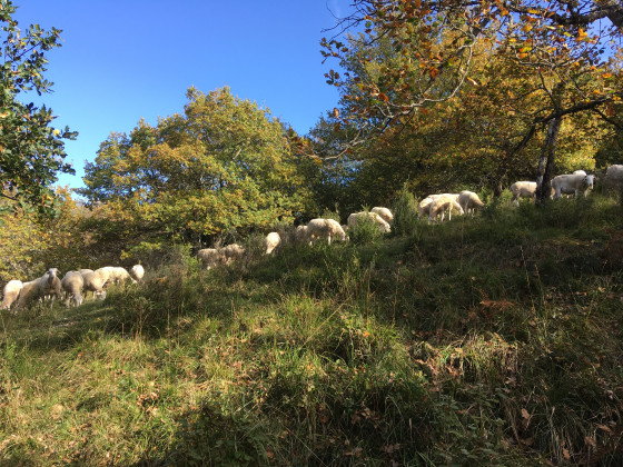 Circular loop above Les Cabannes - Walk