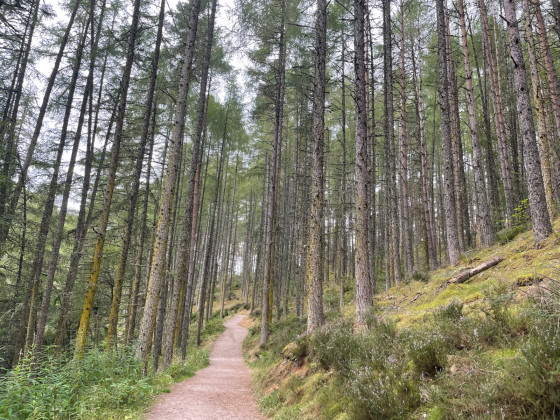 Torrachilty Forest circular - Walk