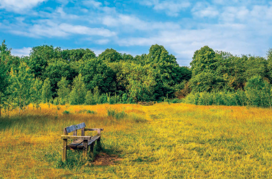 Heartwood Forest - Walk