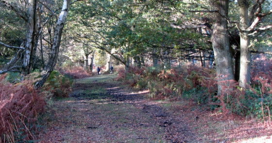 Berkhamsted Common - Walk