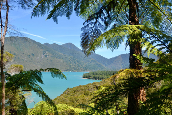 A faire : Sentier Nydia, Pelorus et Marlborough Sounds - Randonnée