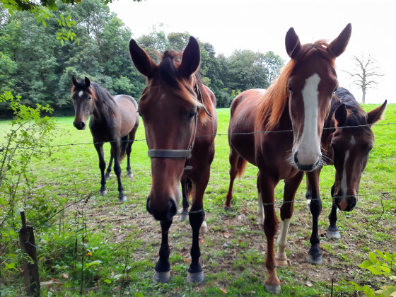 From Plate Taille to Eau d'Heure - Walk
