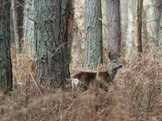 A faire : Grande boucle dans la forêt de Roumare - Randonnée