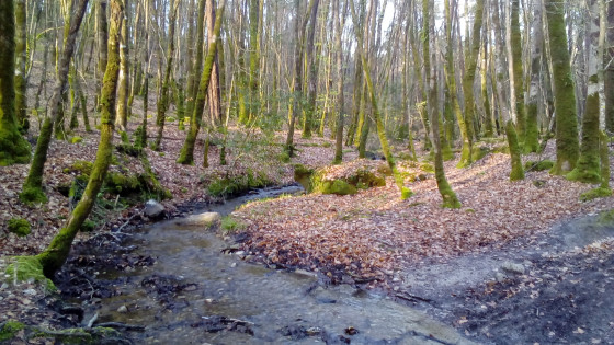 A faire : Menhirs et ruisseaux en Forêt Domaniale de Camors - Randonnée