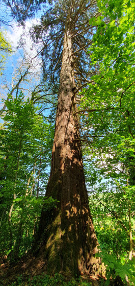 Path in Uncey-le-Franc - Walk