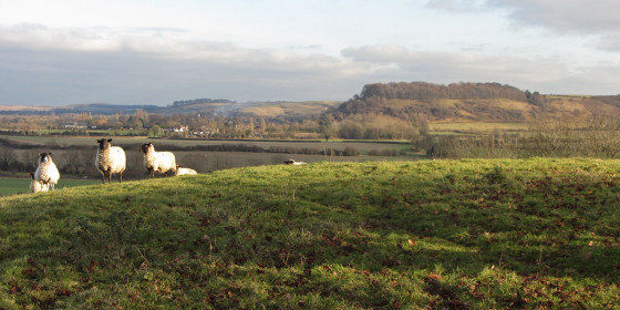Sundon Hills and Sharpenhoe Clappers - Walk