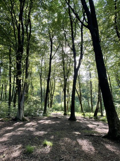 Circular Otterbourne, Itchen, Bishopstoke and Stoke Park Woods - Walk
