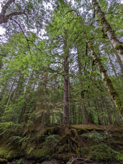 Tall Trees, Reelig Glen - Walk