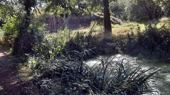 An easy stroll around Nynehead in Somerset - Walk