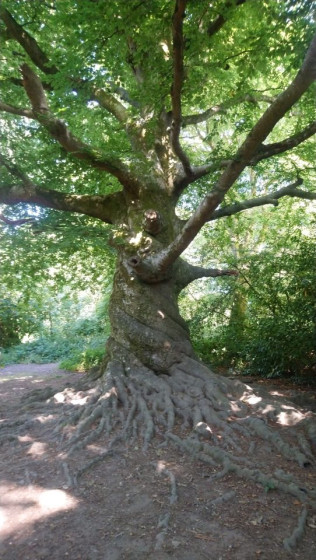 Tehidy Woodland trail, and the twisted trunk Beech tree - Walk