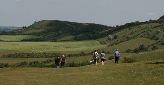 Aldbury to the Beacon and back through Ashridge - Walk
