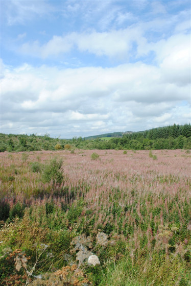From Eshywulligan to Tully Forest - Sliabh Beagh Way - Walk