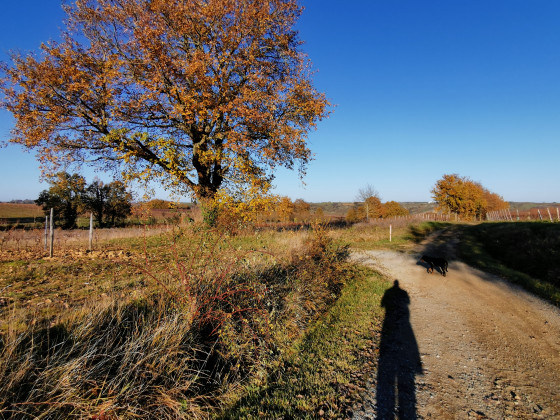 Le Layon, its vineyards and its historical past - Walk