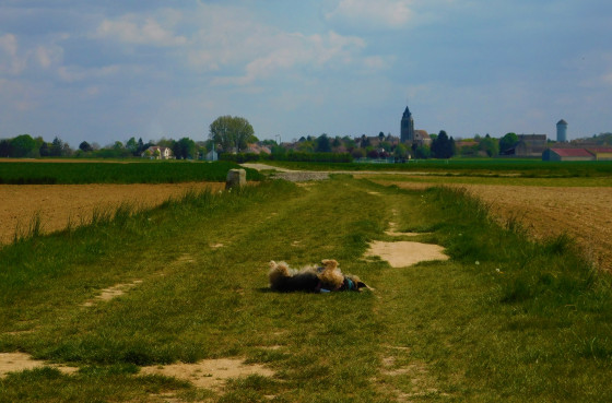 A faire : Bombon et sa campagne environnante - Randonnée