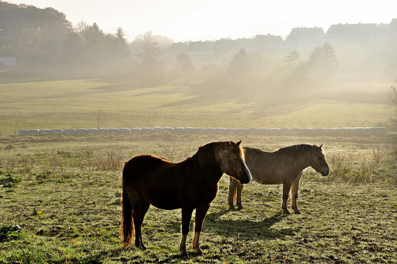 Wandertour 15 - Owschlager See - Owschlager Moor - Wanderung