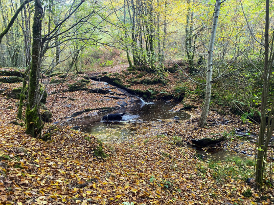 A faire : Dans les bois de Peyrignac - Randonnée