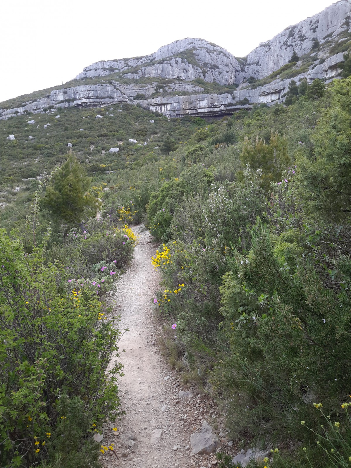 Photo : Garrigue