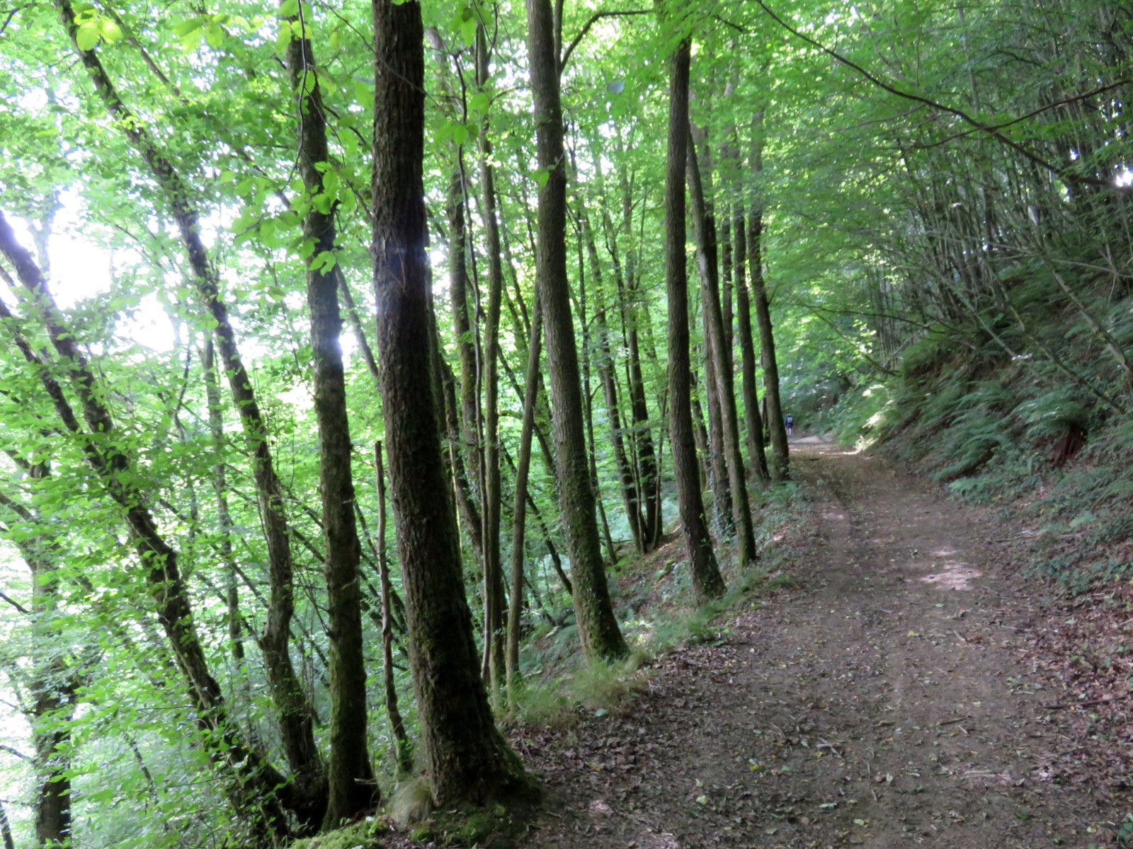 Photo : Le sentier monte dans les sous-bois