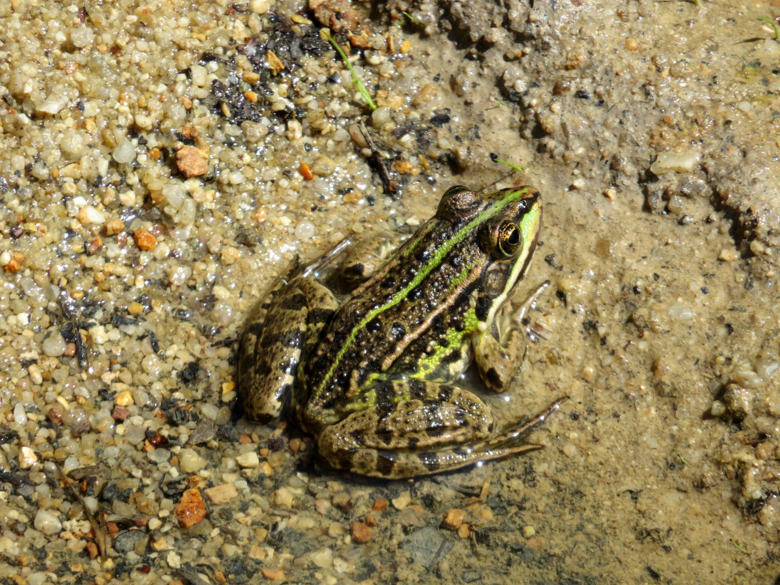 Photo : Rainette verte